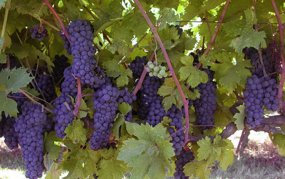 Federal Definition Sought for Biostimulant Products in Agriculture ...