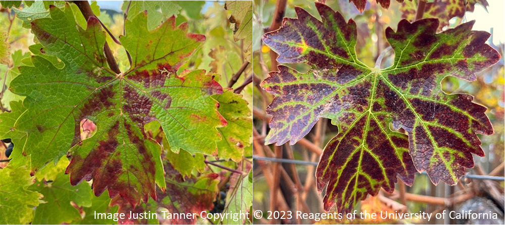 Grapevine Red Blotch Virus in Comparison to Grapevine Leafroll ...