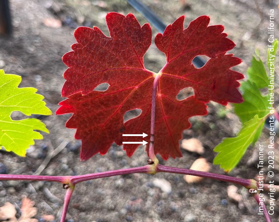Grapevine Red Blotch Virus in Comparison to Grapevine Leafroll ...