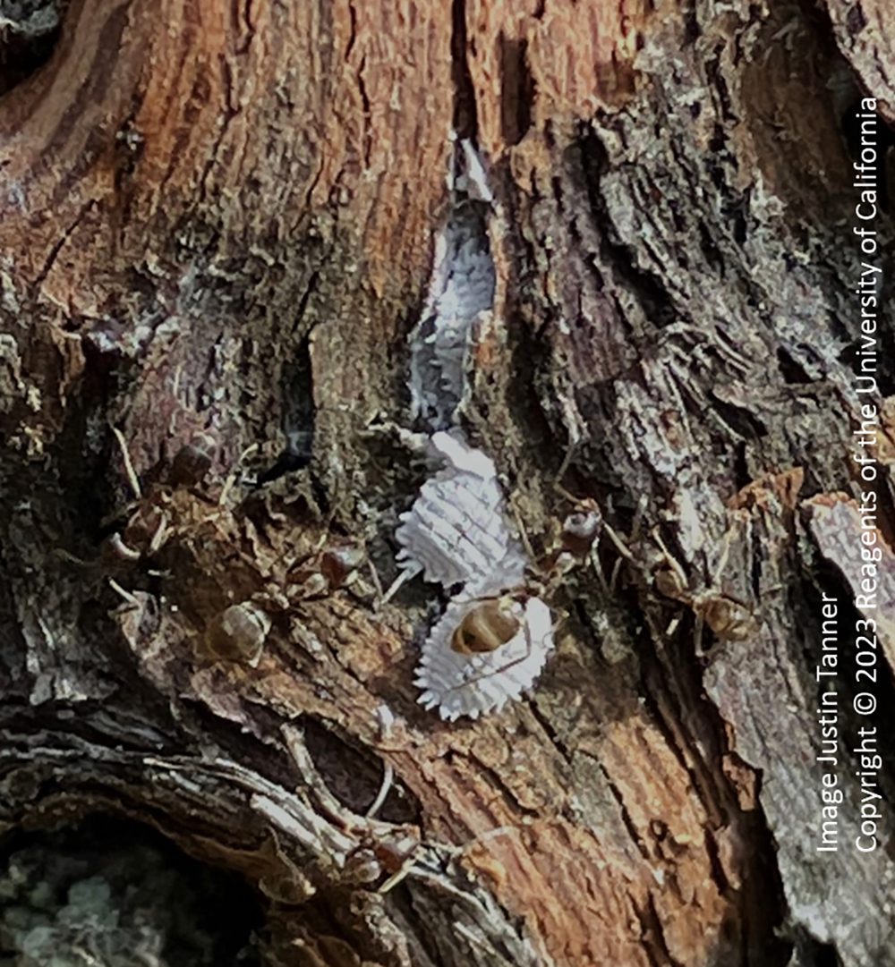 Grapevine Red Blotch Virus in Comparison to Grapevine Leafroll ...