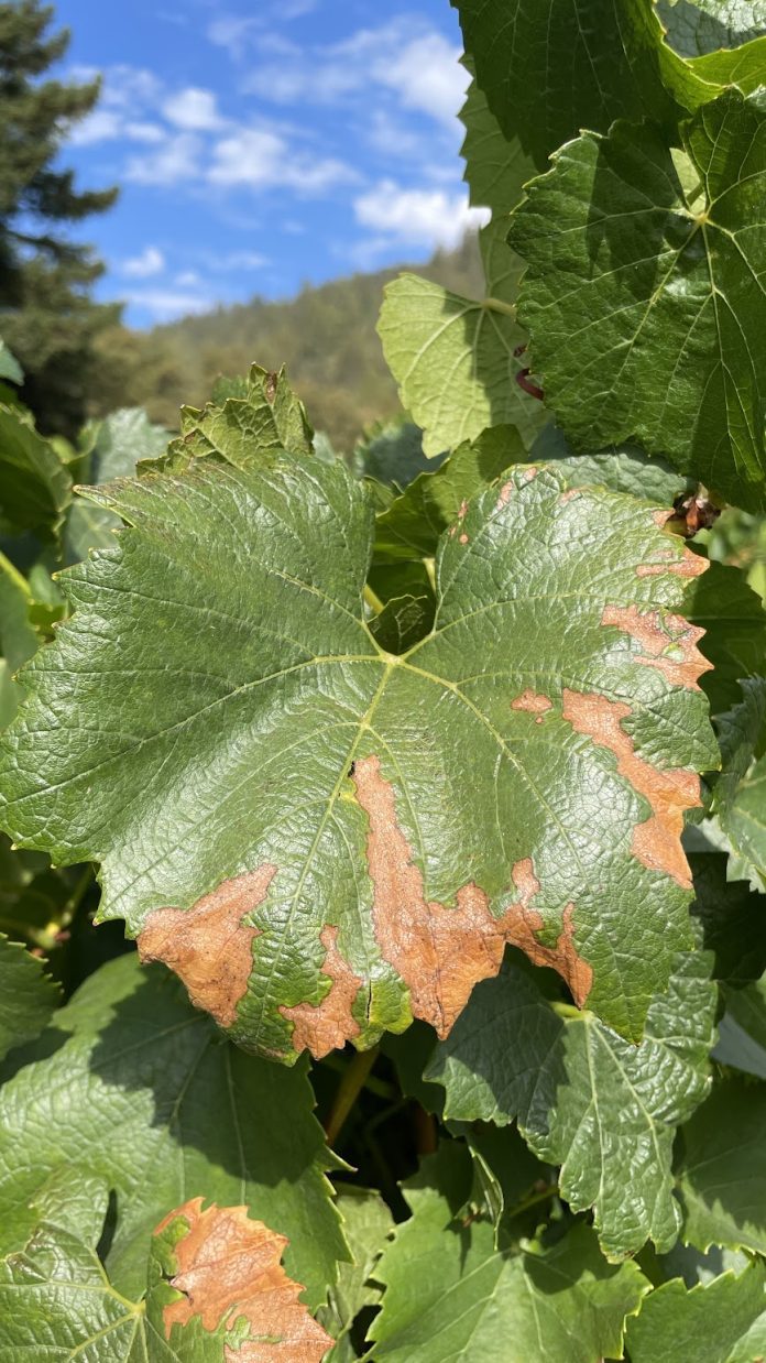 Harnessing Beneficial Microbes Injectable Biocontrol Agents Show ...