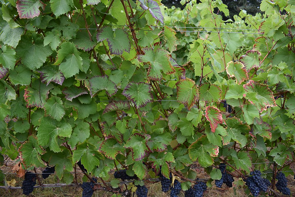 Foliar Fertilization of Grapevines: What We Know and Don’t Know | Grape ...