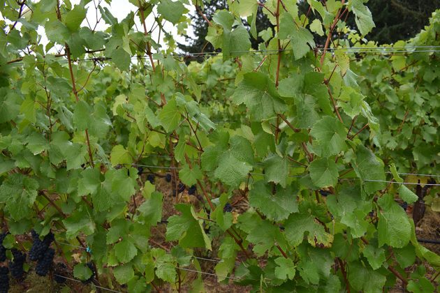 Foliar Fertilization of Grapevines: What We Know and Don’t Know | Grape ...