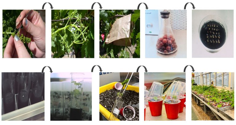 Past, Present and Future of the USDA Grape Breeding Program at the San ...