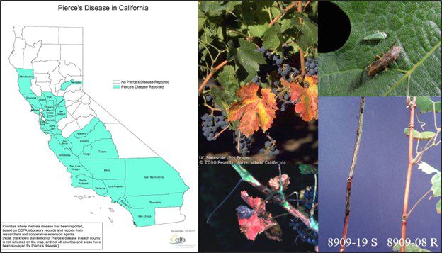 Past, Present and Future of the USDA Grape Breeding Program at the San ...