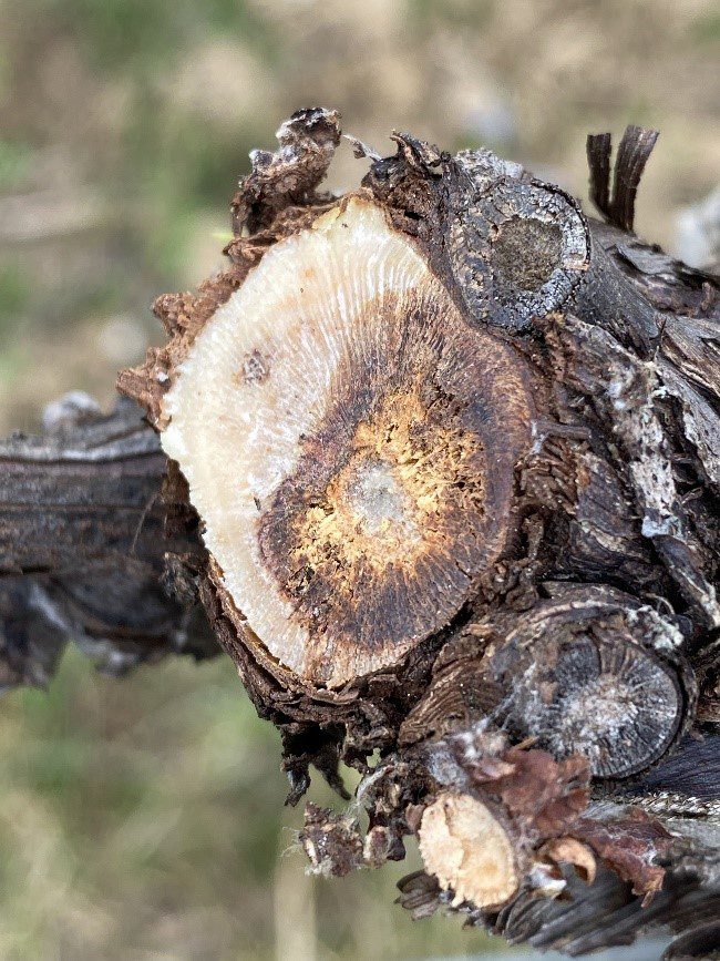 Know Your Enemy The Importance of Modern Research in the Grapevine ...