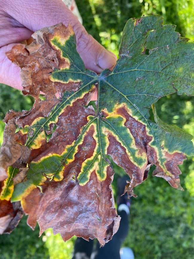 Know Your Enemy The Importance of Modern Research in the Grapevine ...