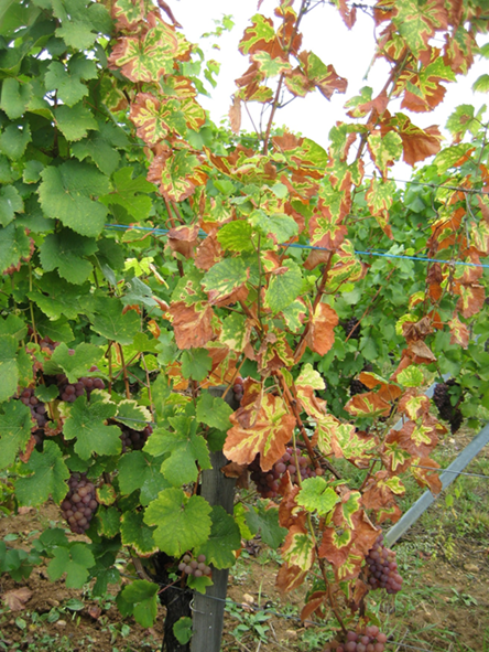 Know Your Enemy The Importance of Modern Research in the Grapevine ...