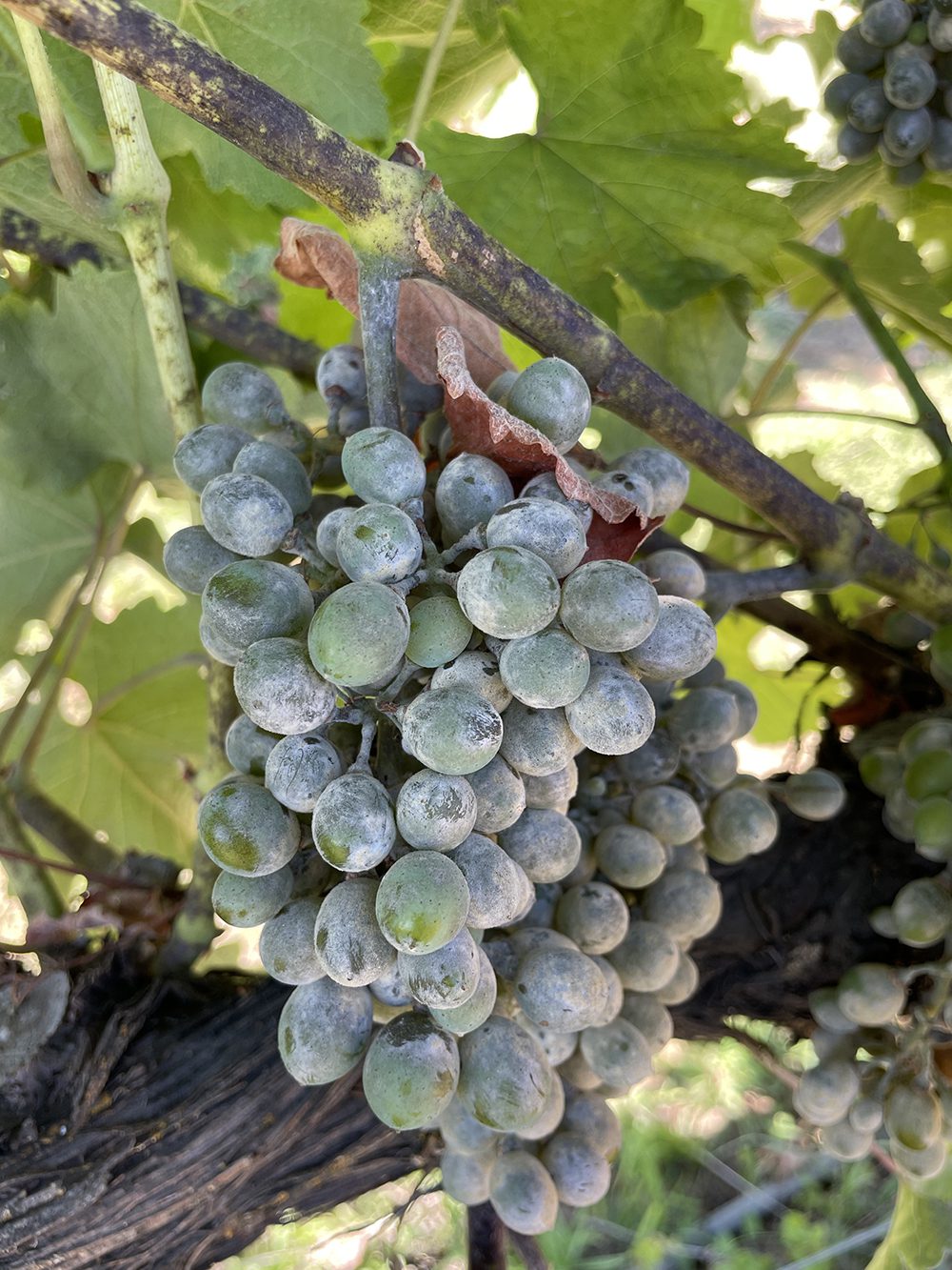 Putting Fungicides to the Test | Grape and Wine Magazine