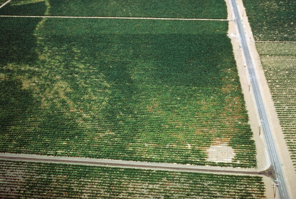 Diagnosing Vineyard Problems: Harnessing Data to Mitigate Damage and ...