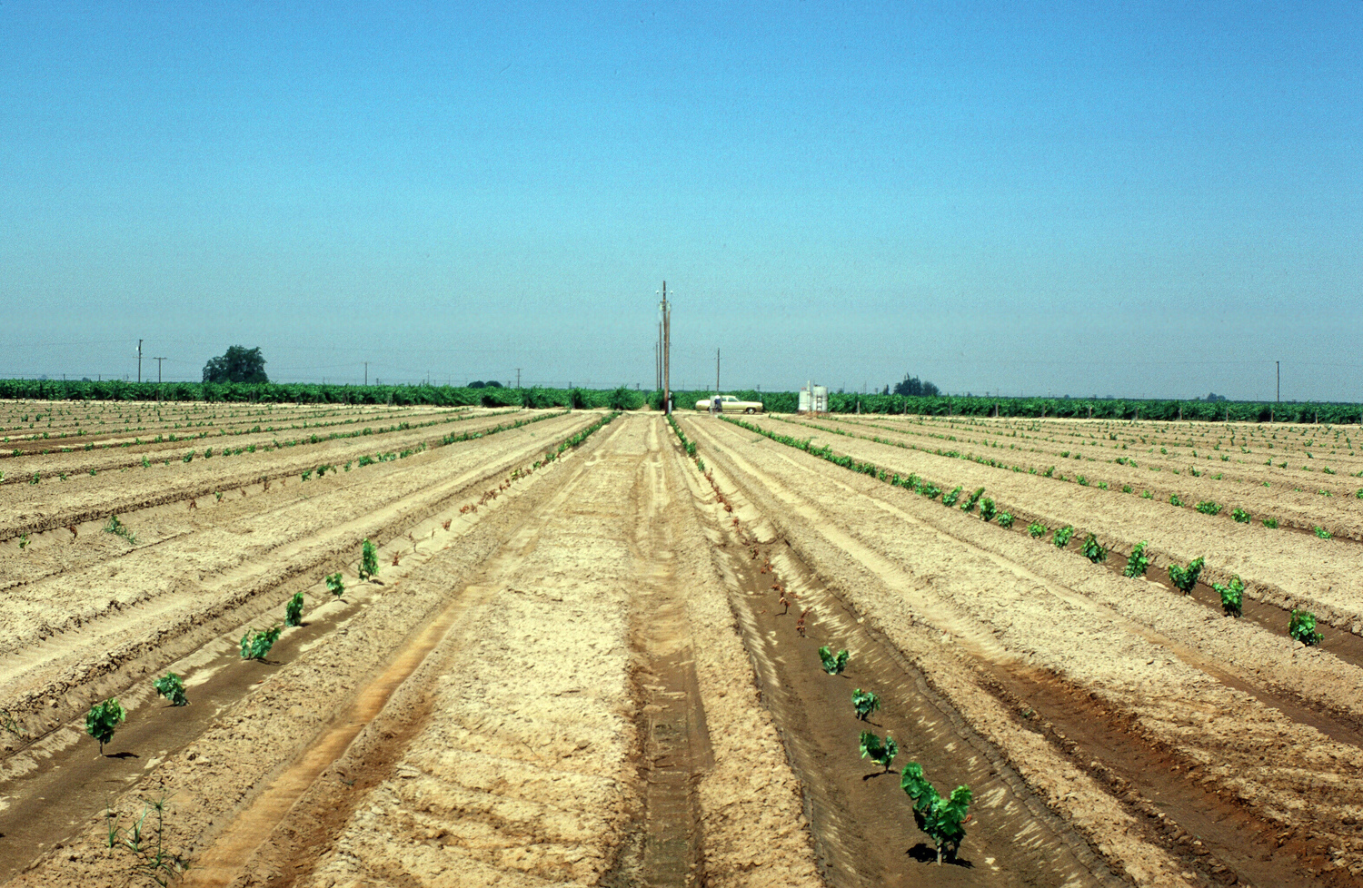Diagnosing Vineyard Problems: Harnessing Data to Mitigate Damage and ...