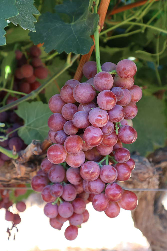 Multiple Factors Affect Berry Color and Firmness in Red Table Grapes ...