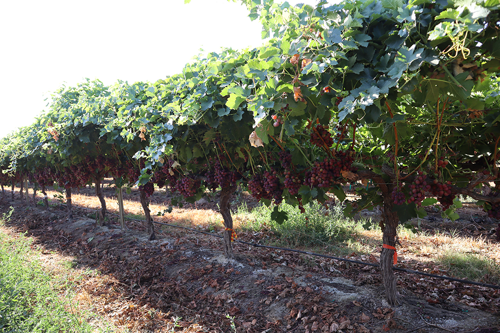 News | Grape and Wine Magazine | A magazine for the industry