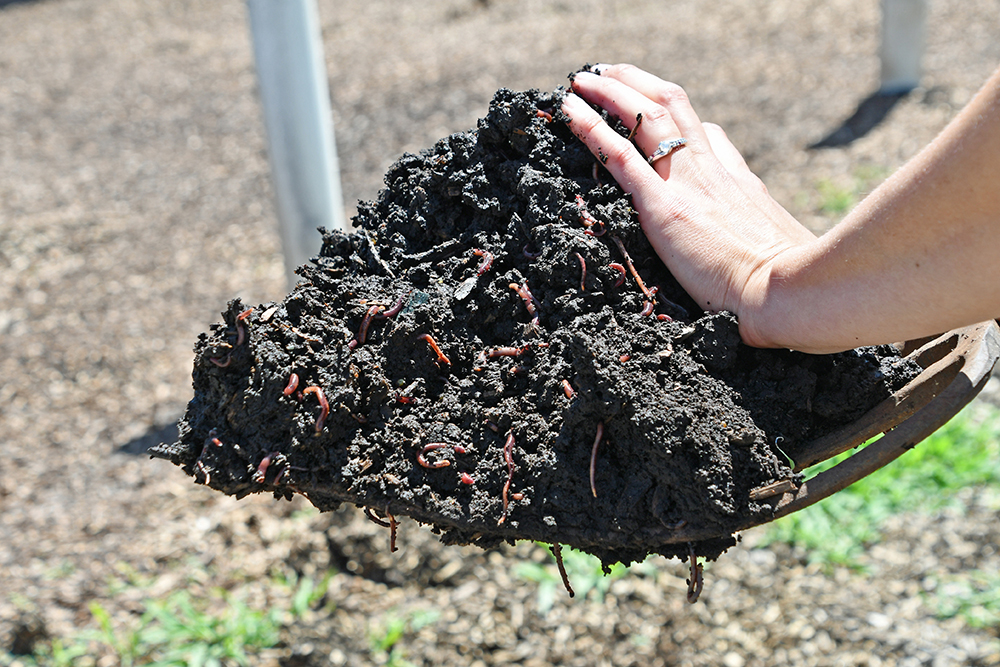 Of Worms and Wine: Low-Tech Vermifiltration Systems Tap Red Wigglers to ...