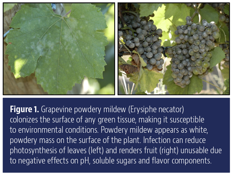 Field-Scale Ultraviolet-C Light Applications to Manage Grapevine ...