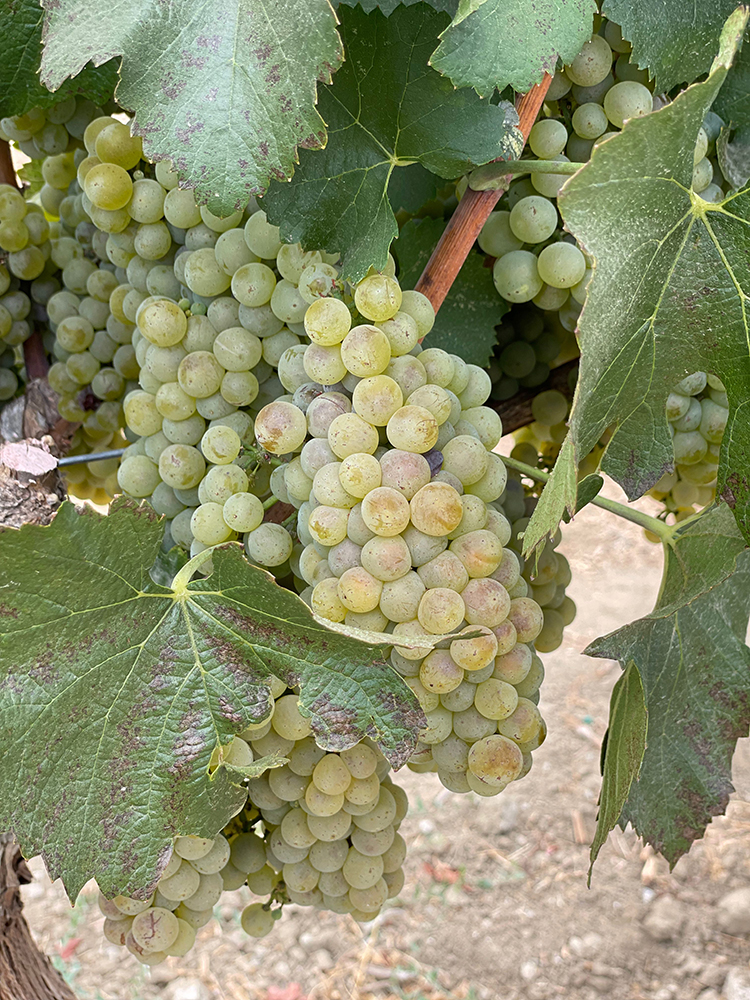 Effect of Heat on Grapevine Production and Fruit Quality | Grape and ...