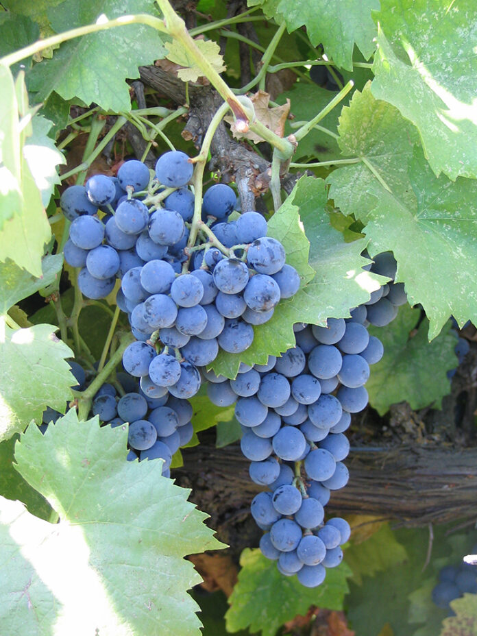 Tips to Ensure Your Vineyard is Positioned to Withstand an Economic ...