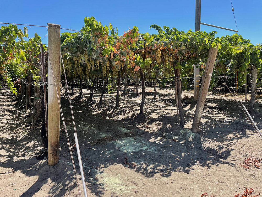 Effect of Heat on Grapevine Production and Fruit Quality | Grape and ...