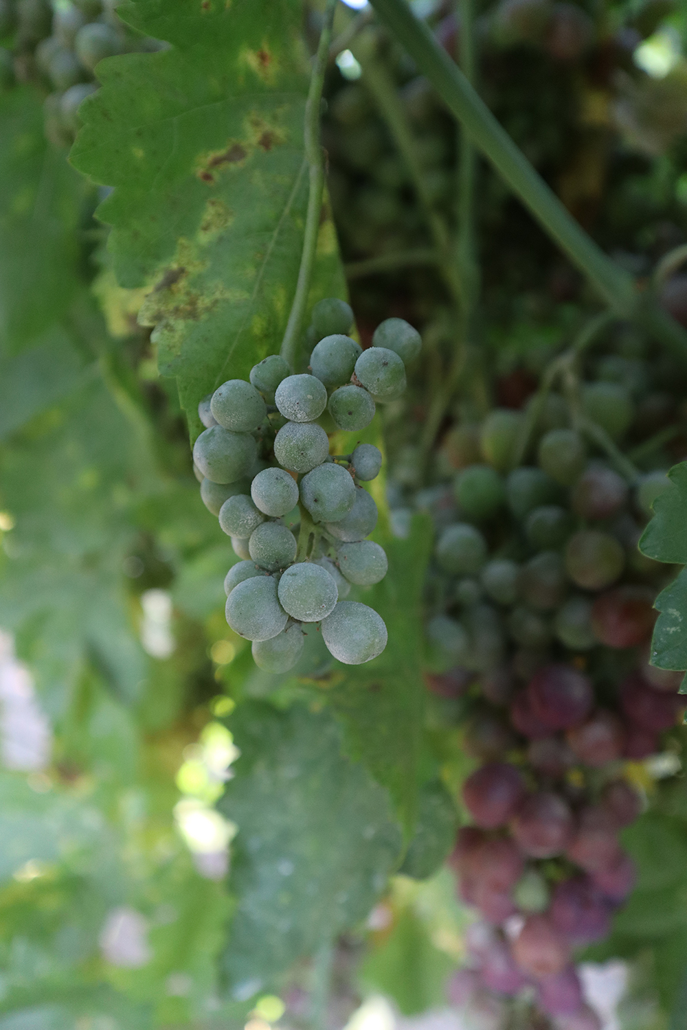 Incorporating Biofungicides in Fungicide Rotation for Powdery Mildew ...