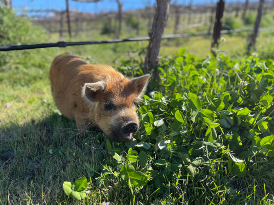 Goats, Sheep and Pigs, Oh My! The Vineyard That Farms with Friends ...